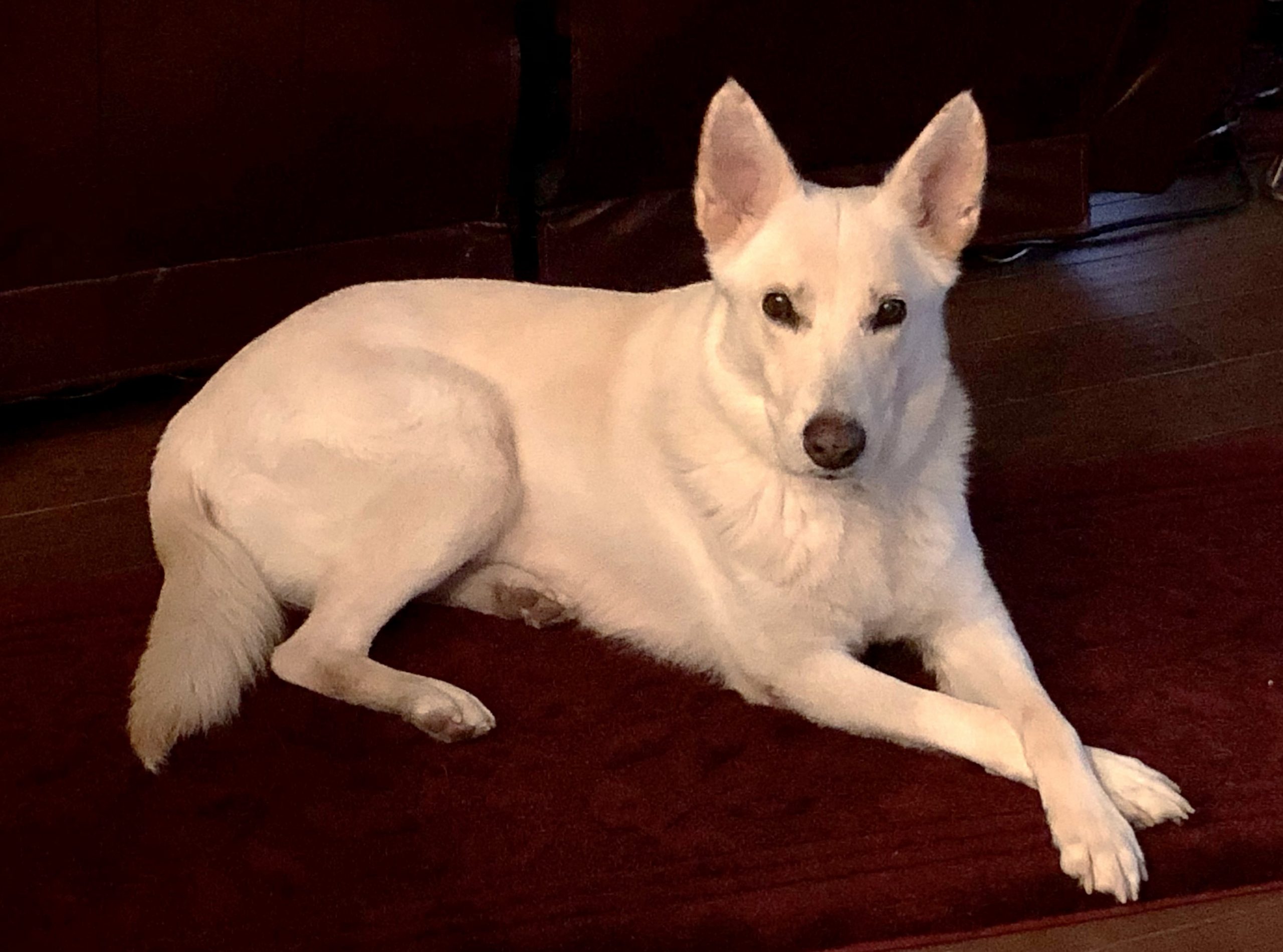 Adoptable Dogs – Take Me Home Dog Rescue