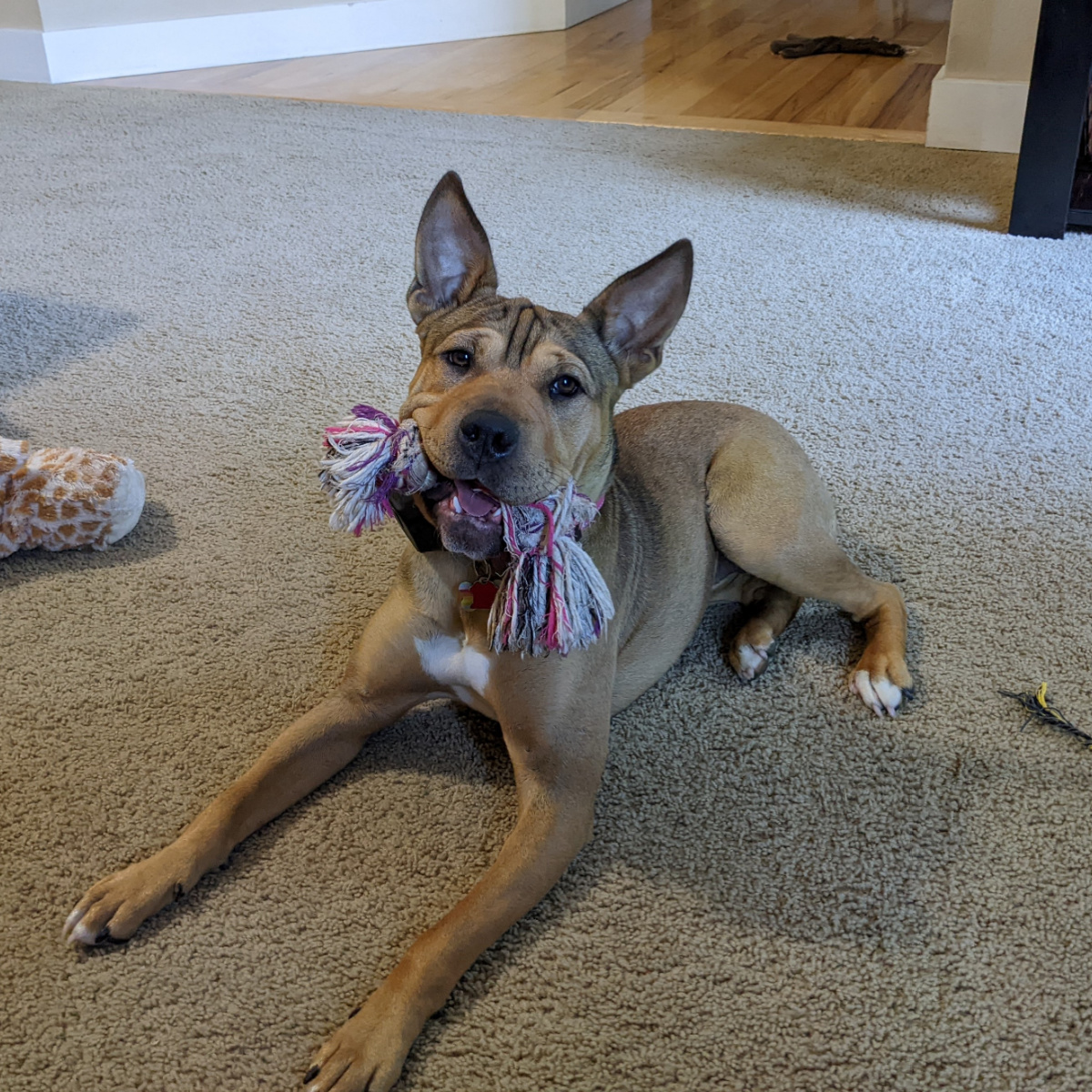 Adoptable Dogs – Take Me Home Dog Rescue