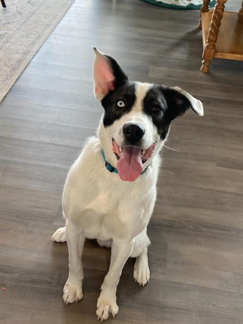 Adoptable Dogs – Take Me Home Dog Rescue