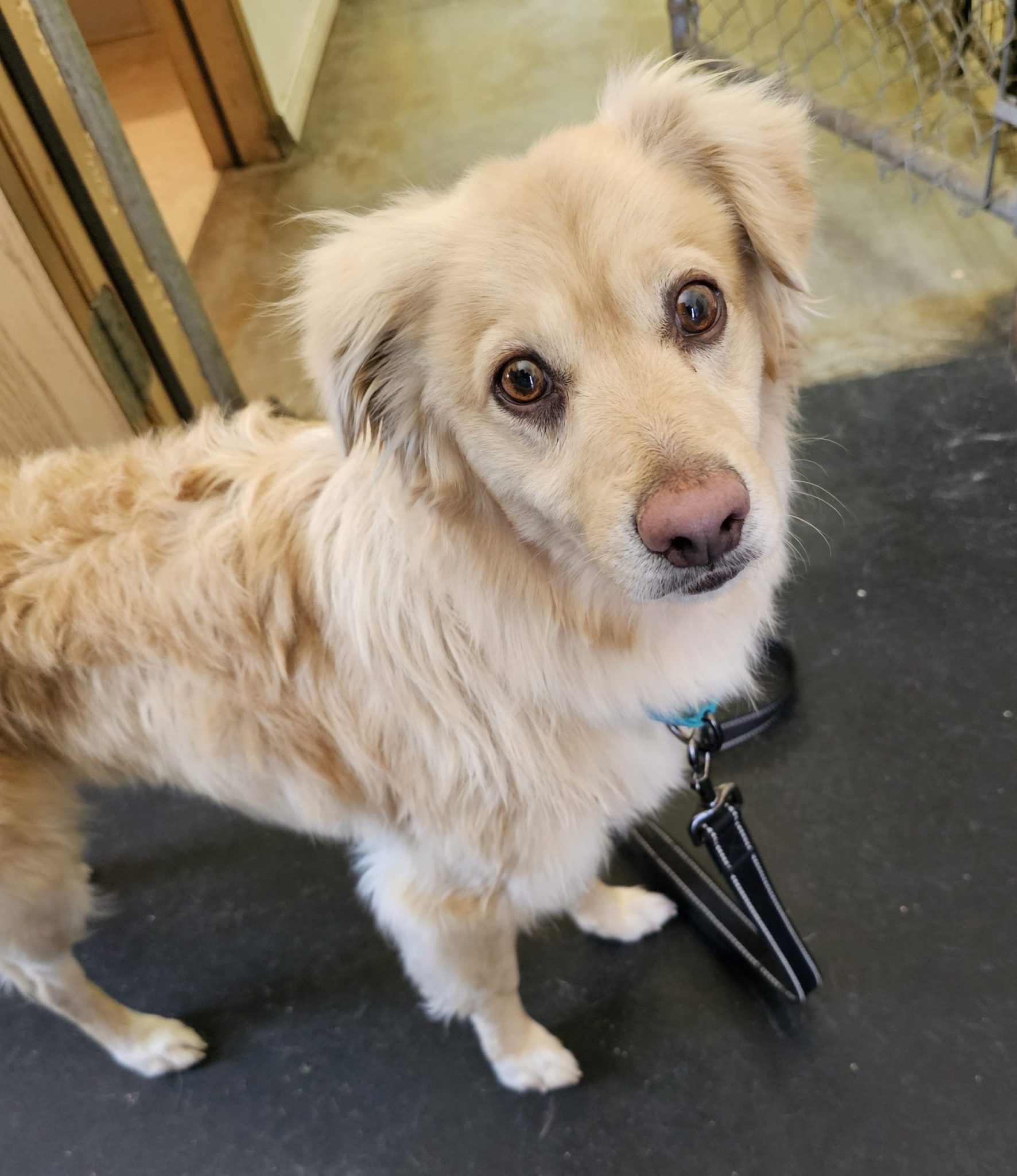 Adoptable Dogs – Take Me Home Dog Rescue