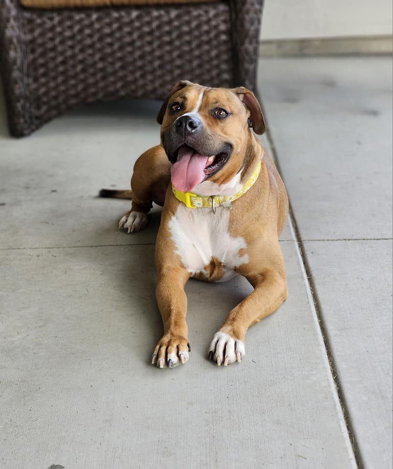 Adoptable Dogs – Take Me Home Dog Rescue